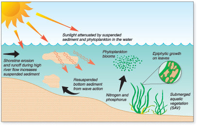 Understanding Dive Visibility – DiveViz